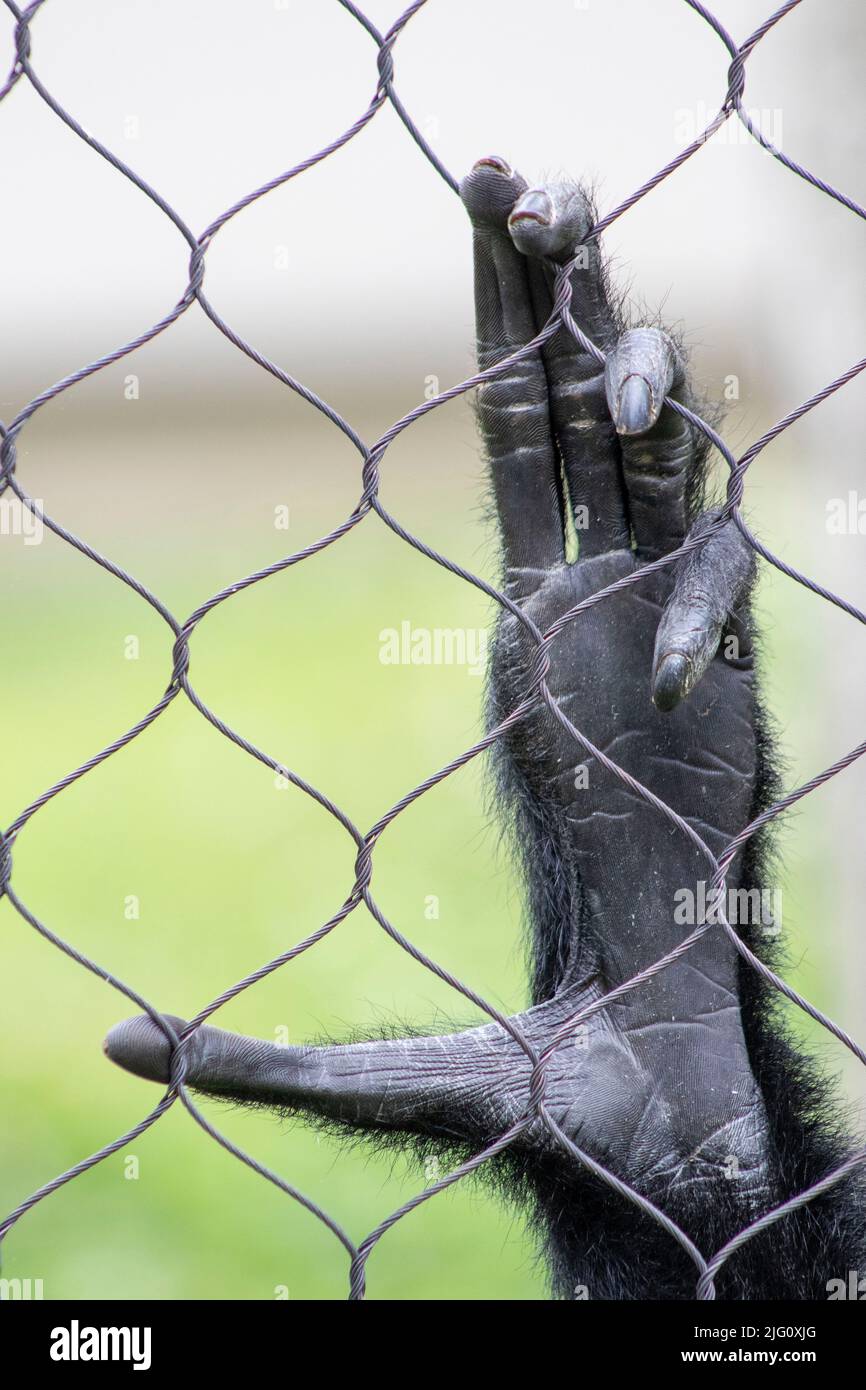 Black howler monkey foot hi-res stock photography and images - Alamy