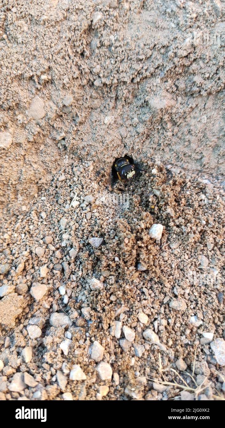 Ground bees become active in early spring. These bees dig nests in the ...