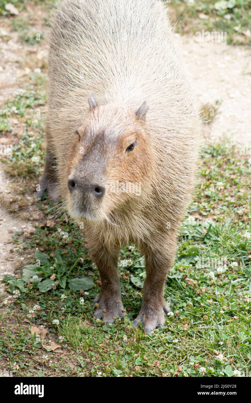 A Capybara enjoys the outside summer sun at the cape may zoo Stock ...