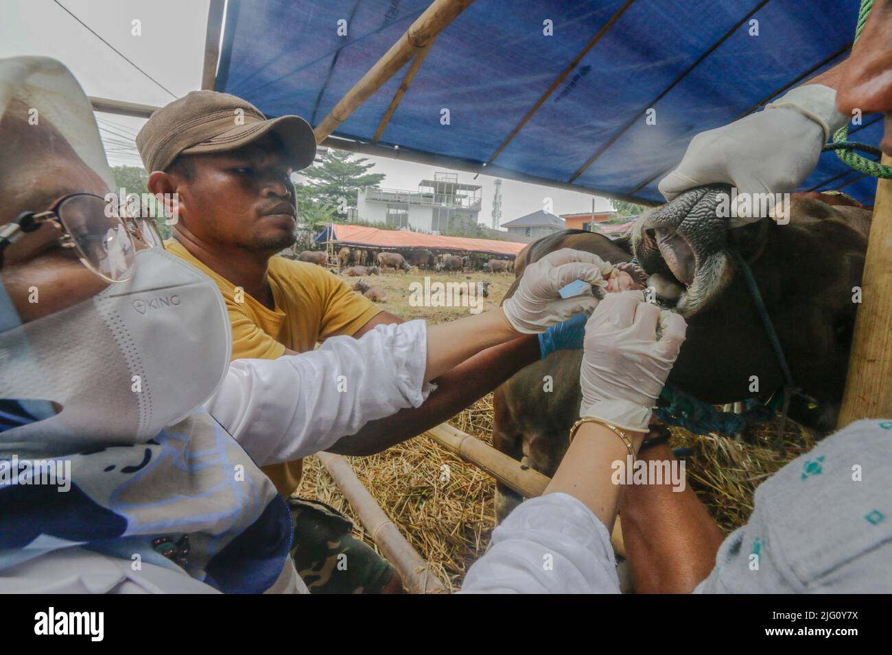 A veterinarian check health a cow to prevention foot-and-mouth disease ...