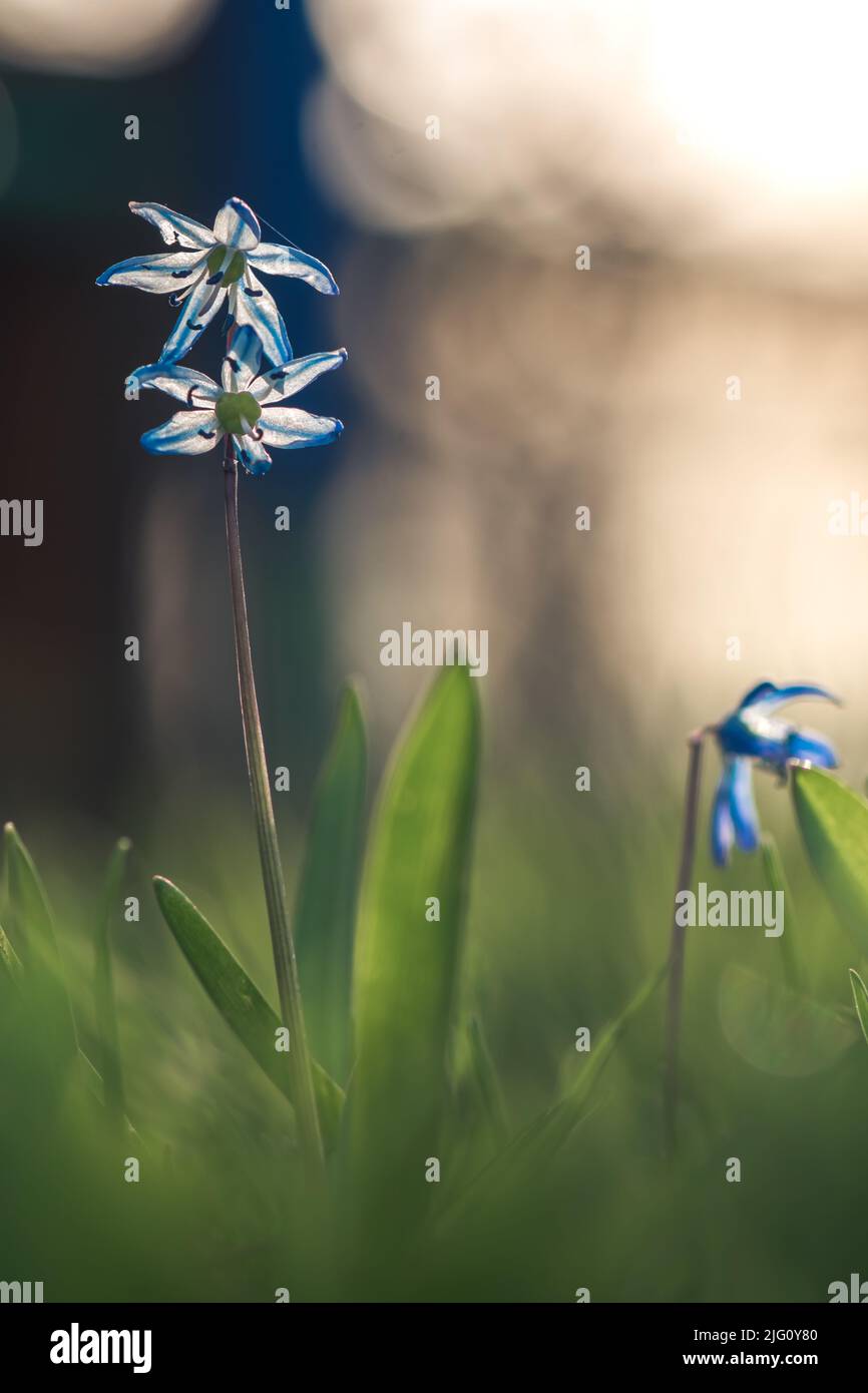 spring blue flower of Siberian scilla Stock Photo - Alamy