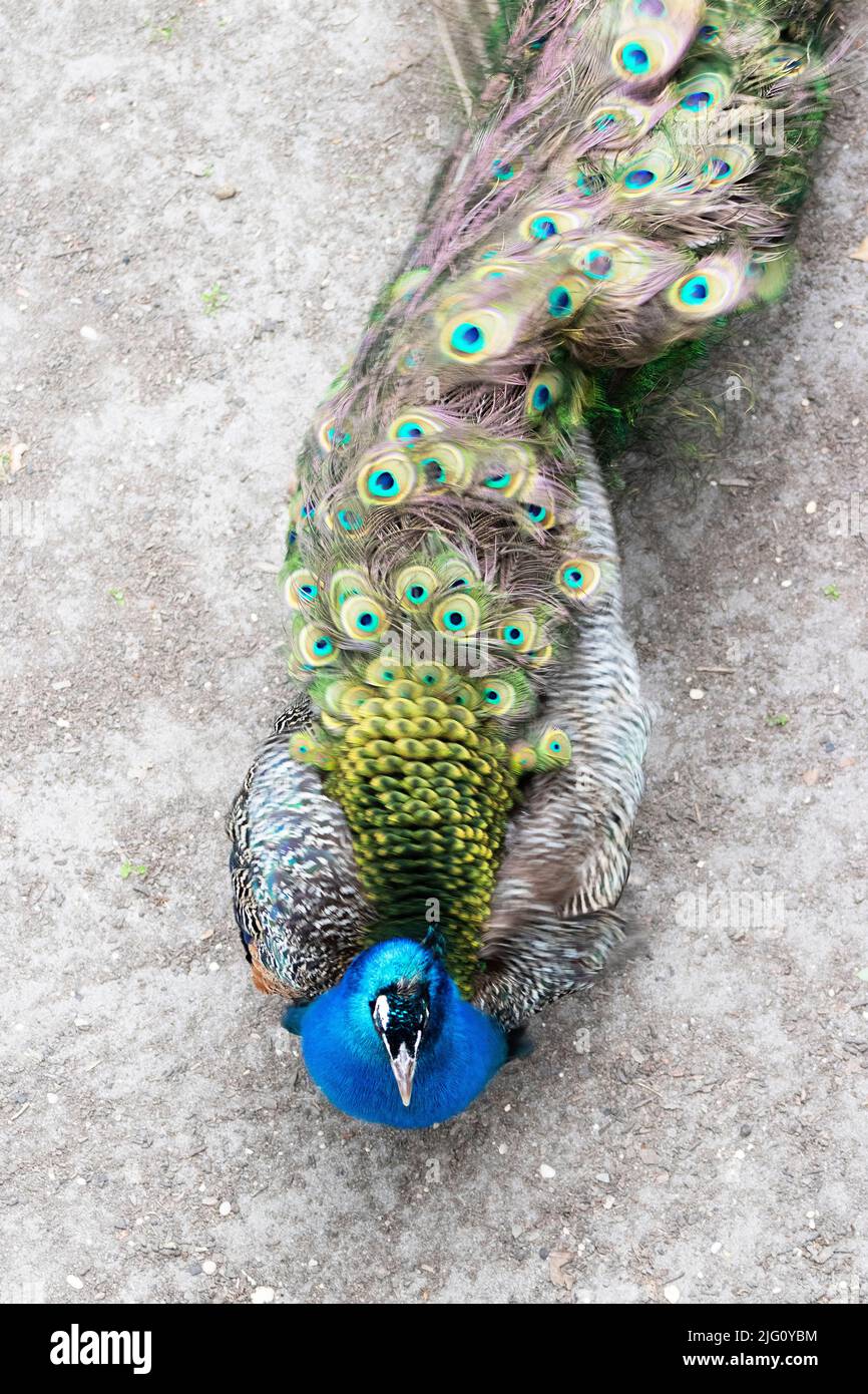 Peacock Full Body