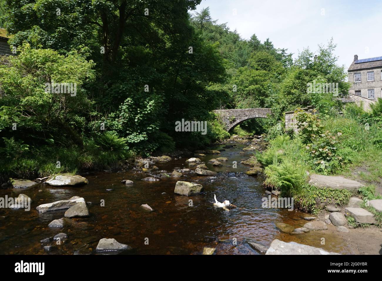Stream through woods hi-res stock photography and images - Alamy