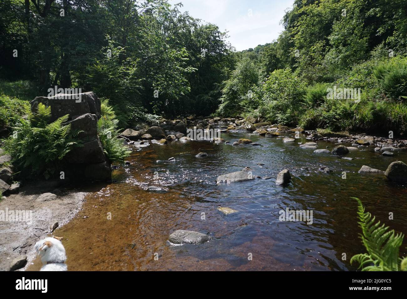 Stream through Woods Stock Photo - Alamy