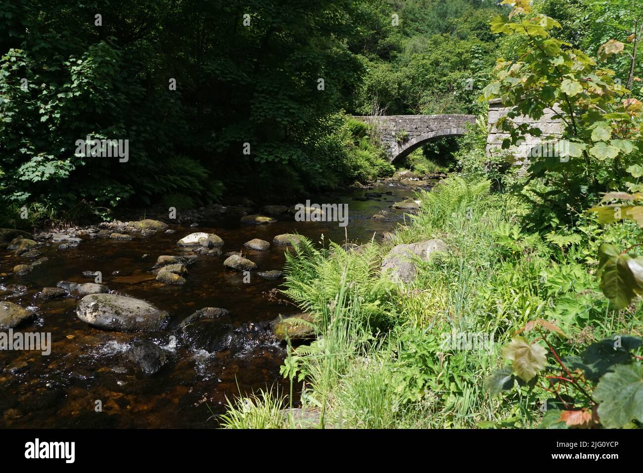 Stream through woods hi-res stock photography and images - Alamy