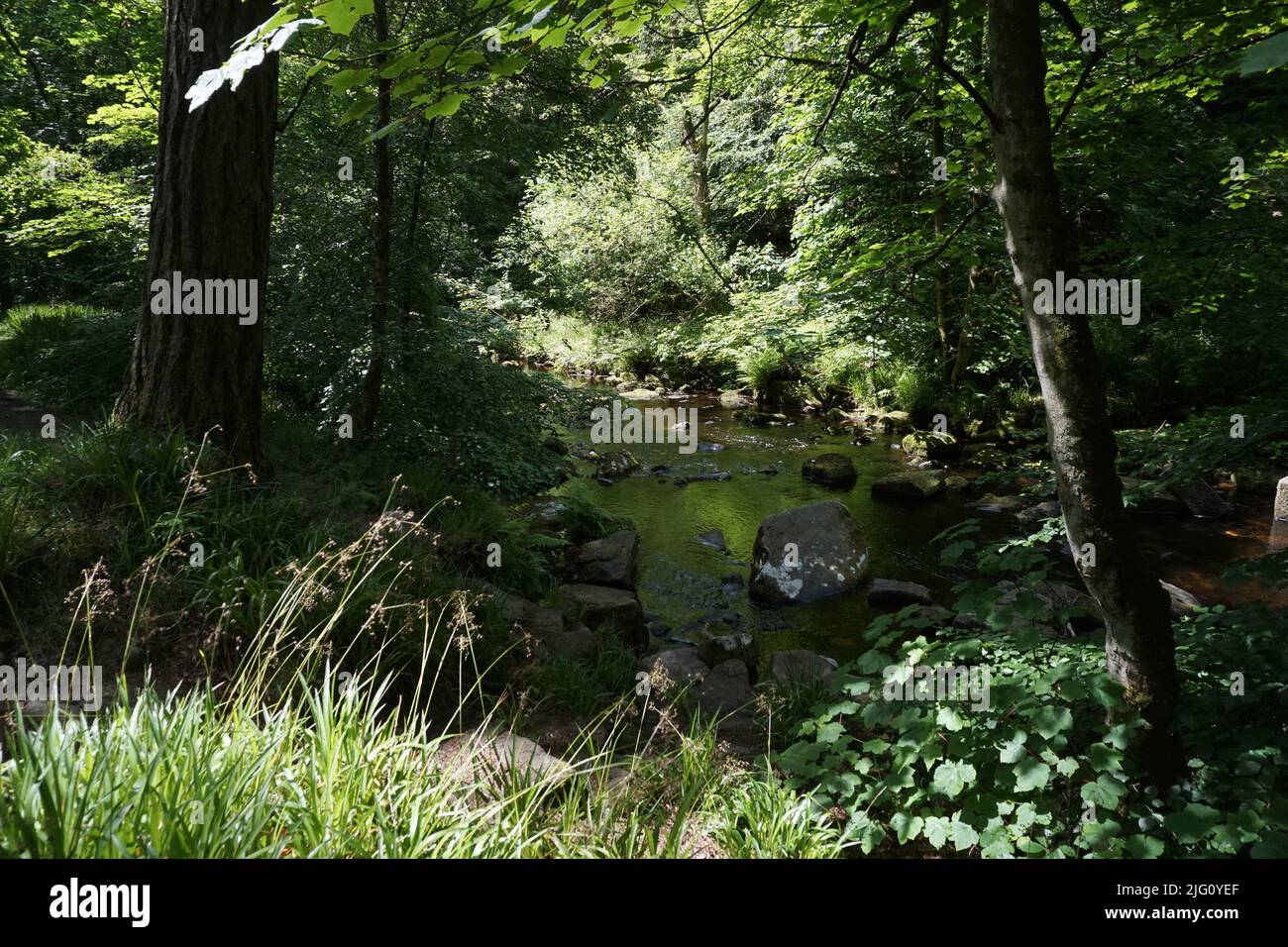 Stream in Woods Stock Photo - Alamy