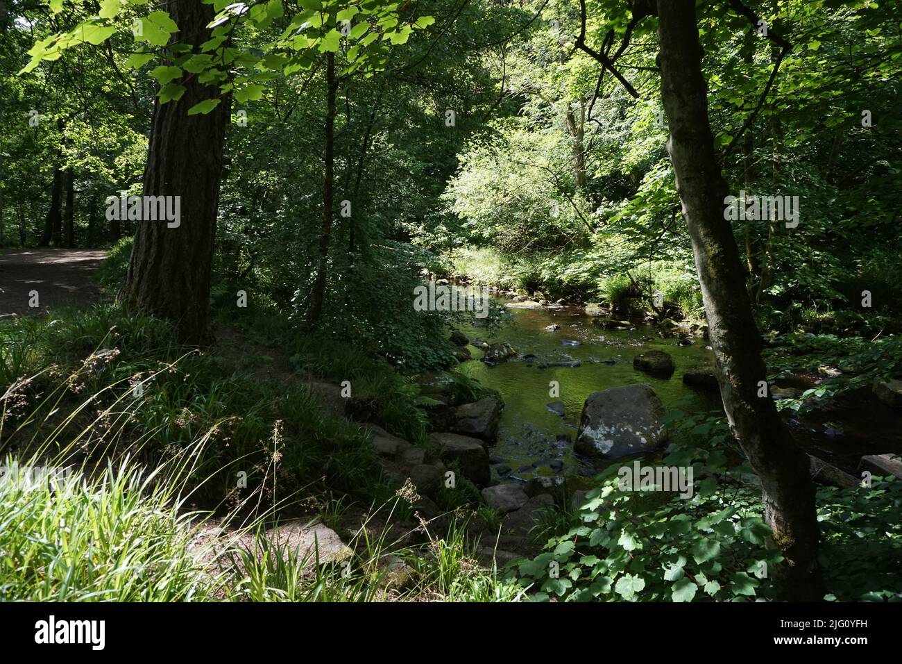 Stream in Woods Stock Photo - Alamy
