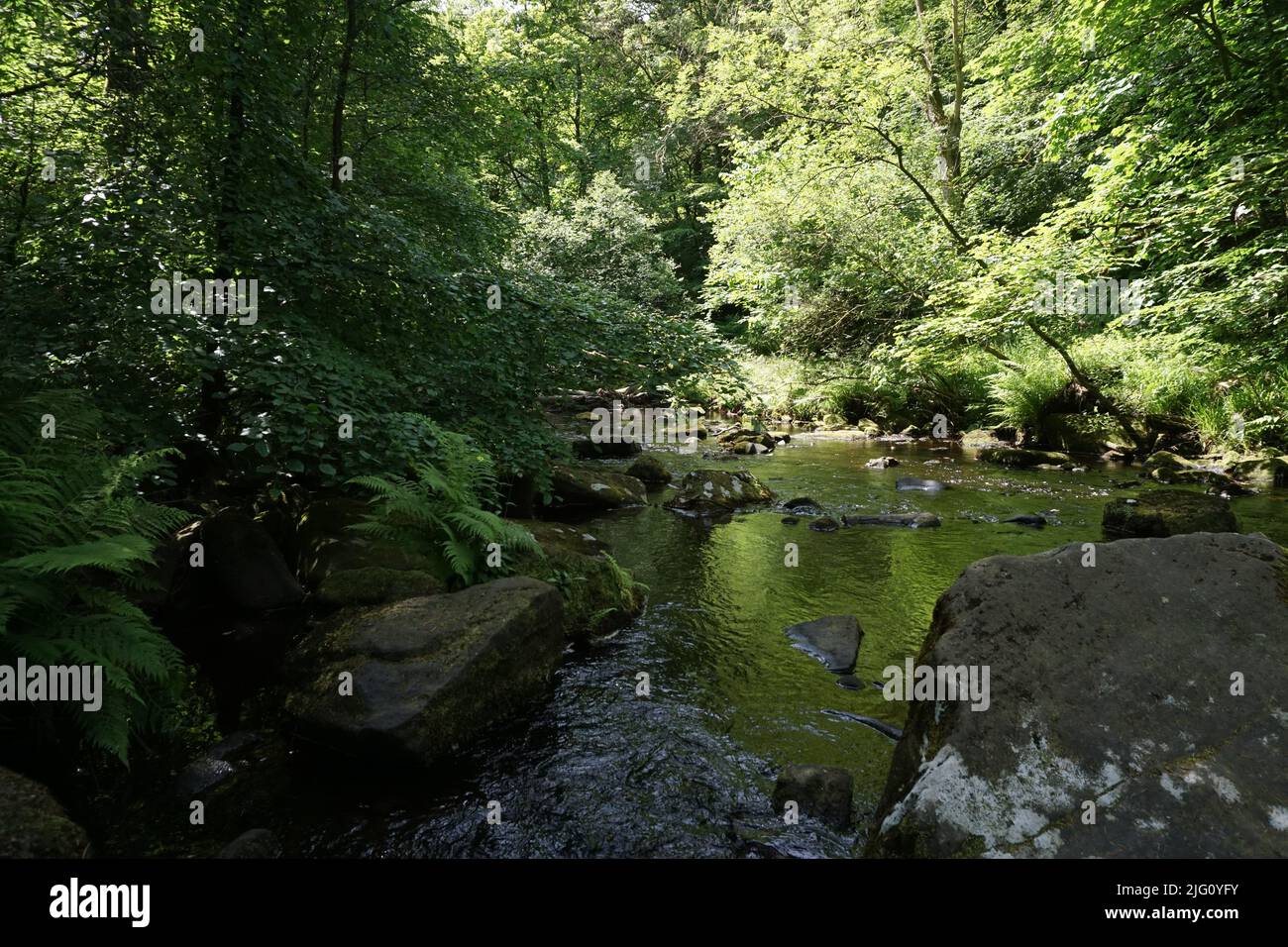 Stream in Woods Stock Photo - Alamy