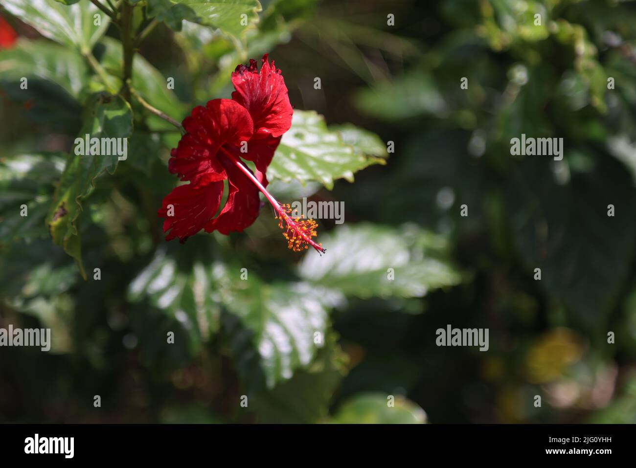 Cuba landscape flowers hi-res stock photography and images - Alamy