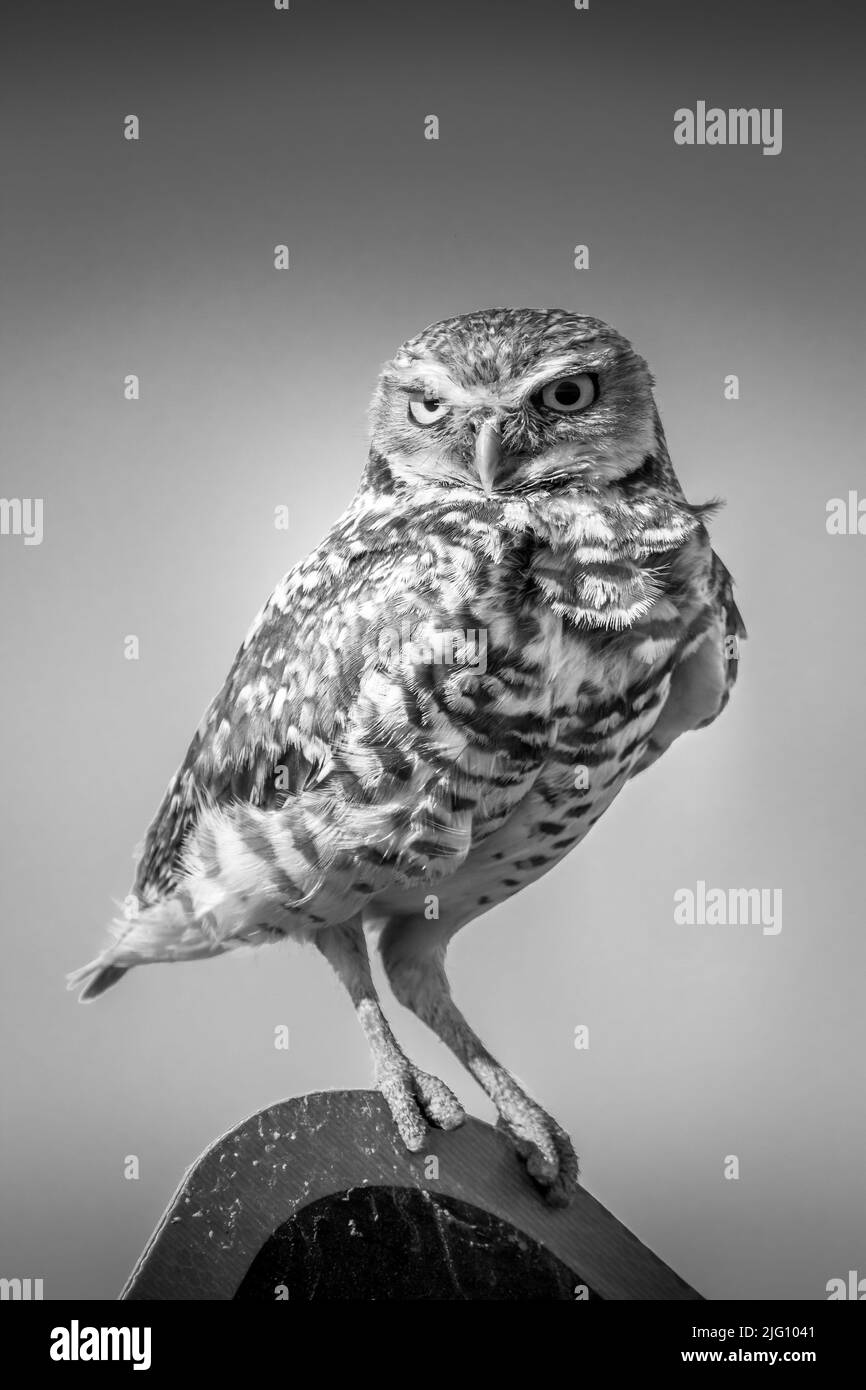Burrowing Owl sitting on a sign in Black and White Stock Photo - Alamy