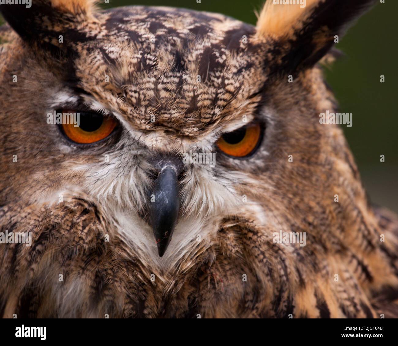 Great Horned Owl Face Stock Photo - Alamy