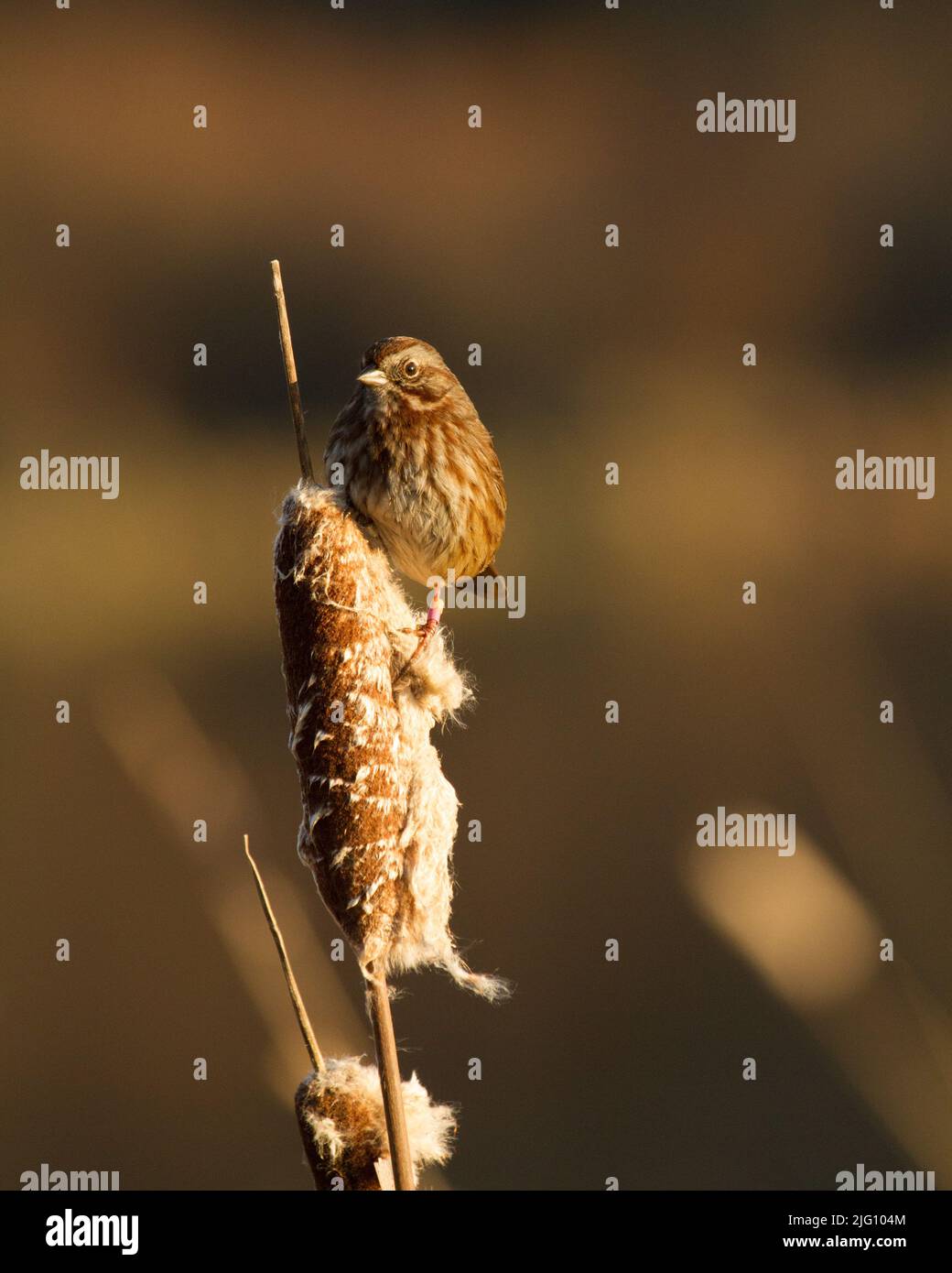 Cattail with bird hi-res stock photography and images - Alamy
