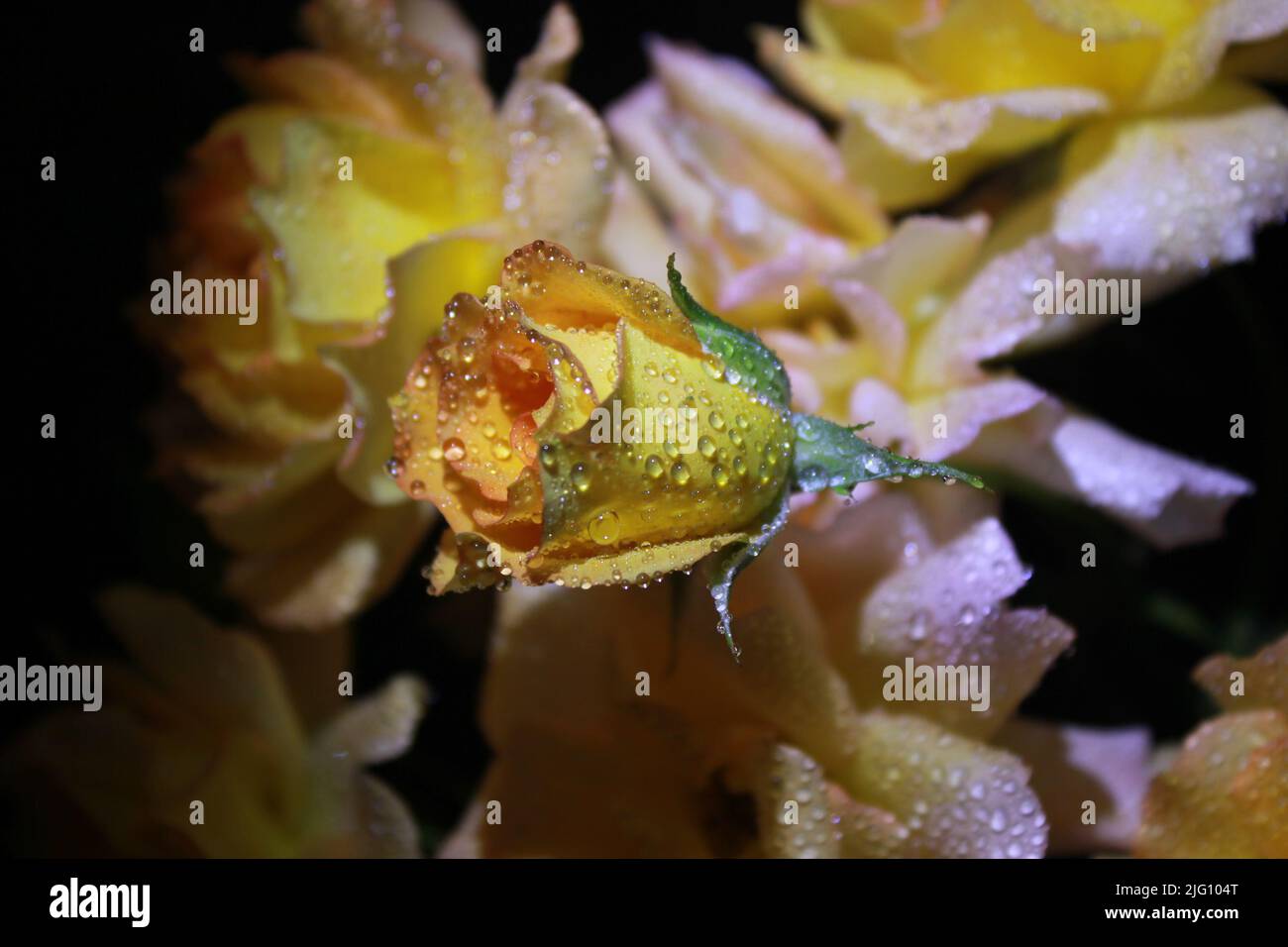 Fluffy rose hi-res stock photography and images - Alamy