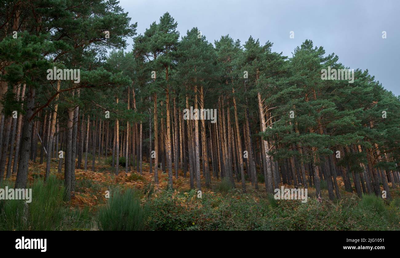 Forest of Scots pine tree, Pinus sylvestris. Photo taken in the Hueco ...