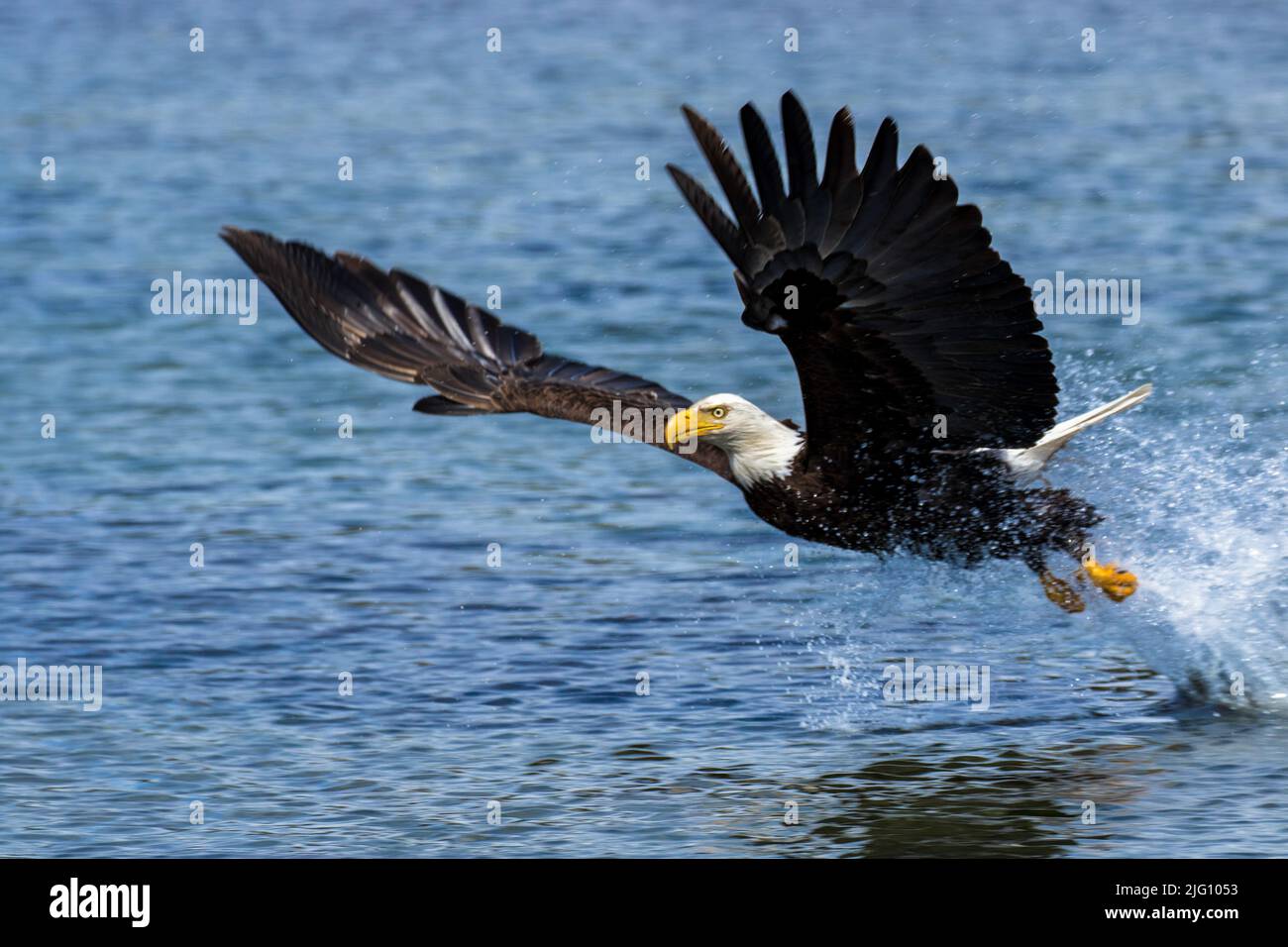 Eagles fishing hi-res stock photography and images - Alamy