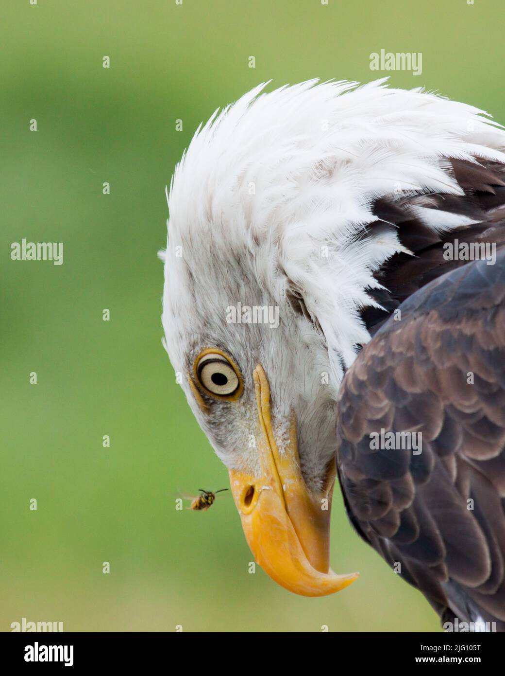 Cross eyed animal hi-res stock photography and images - Alamy