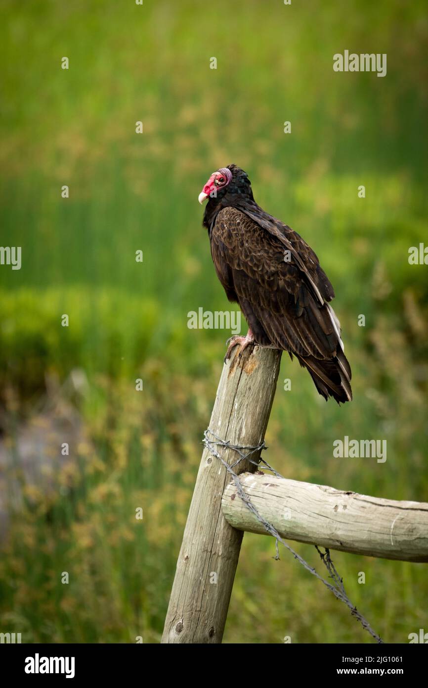 Turkey Buzzard on a Fence Post Stock Photo - Alamy