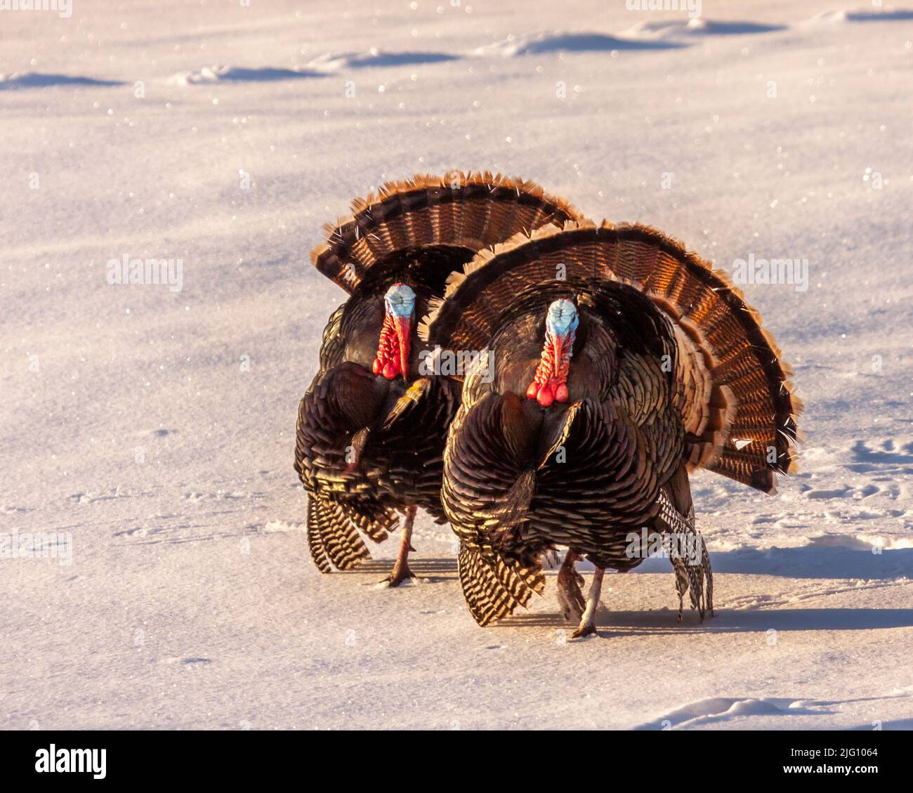 Wild turkey in winter hi-res stock photography and images - Alamy