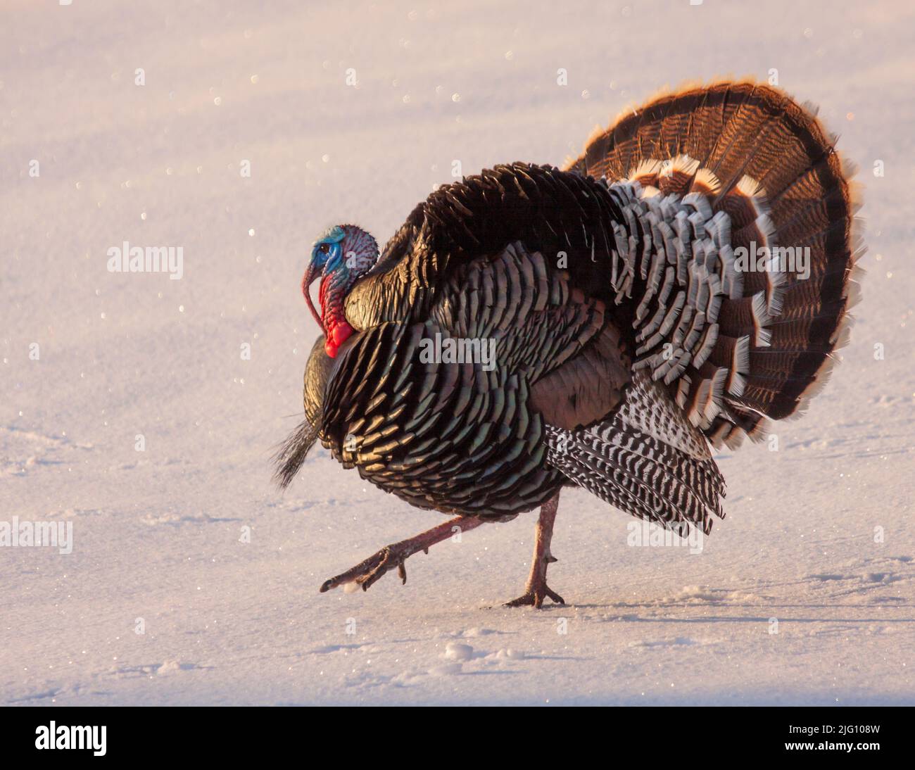 Tom bird hi-res stock photography and images - Alamy