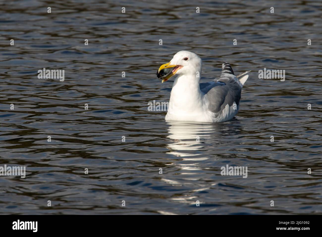 Clam hunting hi-res stock photography and images - Alamy