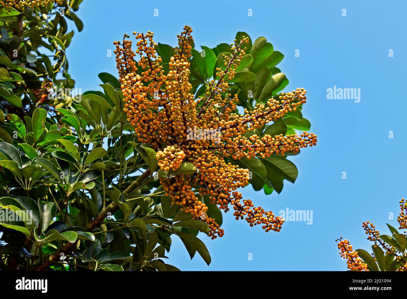 Dwarf umbrella tree fruits (Schefflera arboricola) on garden Stock ...