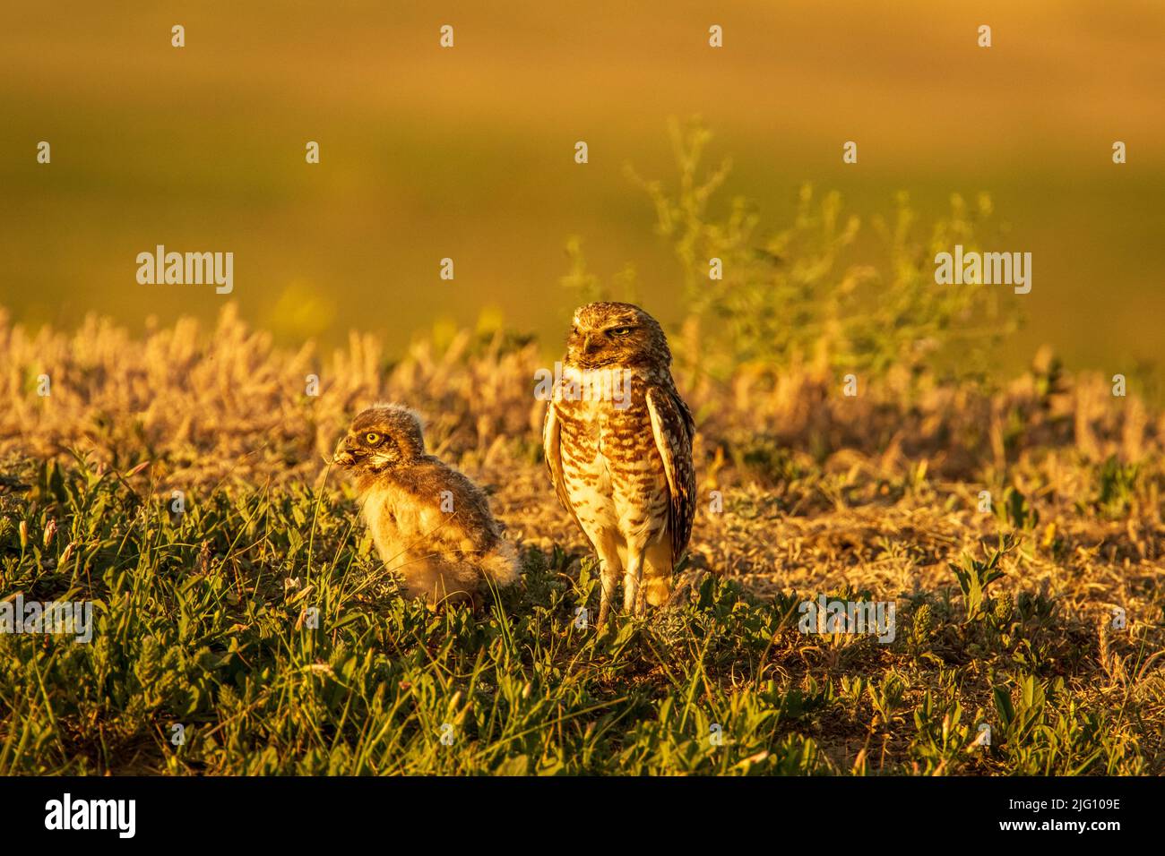 Owls at sunset hi-res stock photography and images - Alamy