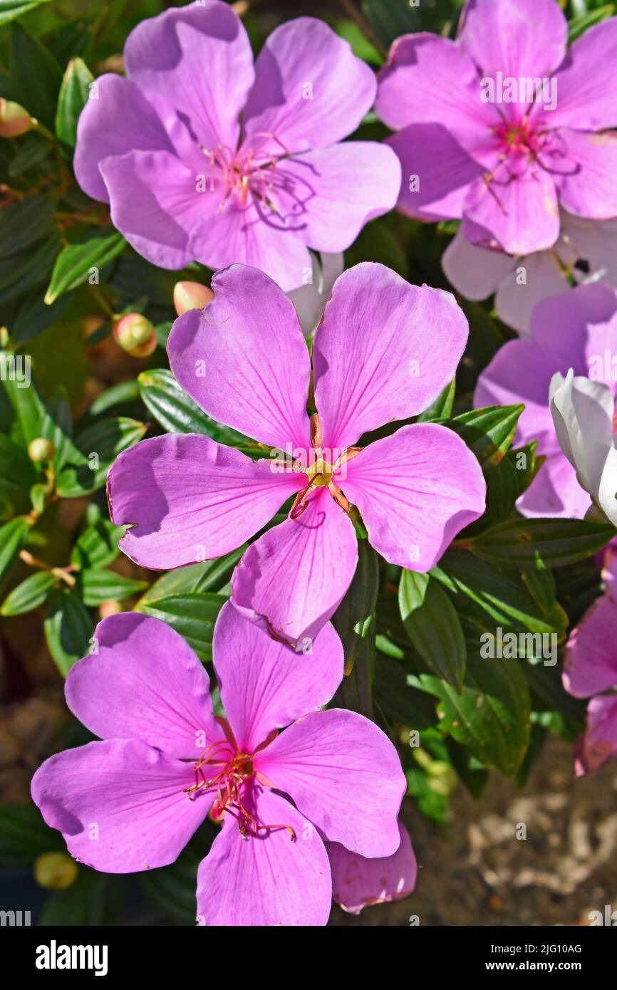 Tibouchina mutabilis tree hi-res stock photography and images - Alamy