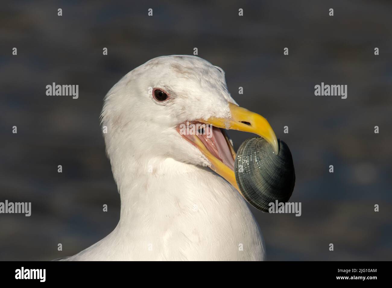 Segull with Clam in its Beak Stock Photo - Alamy