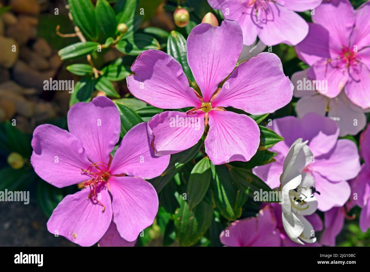 Silverleafed Princess flowers (Tibouchina mutabilis) on garden Stock ...