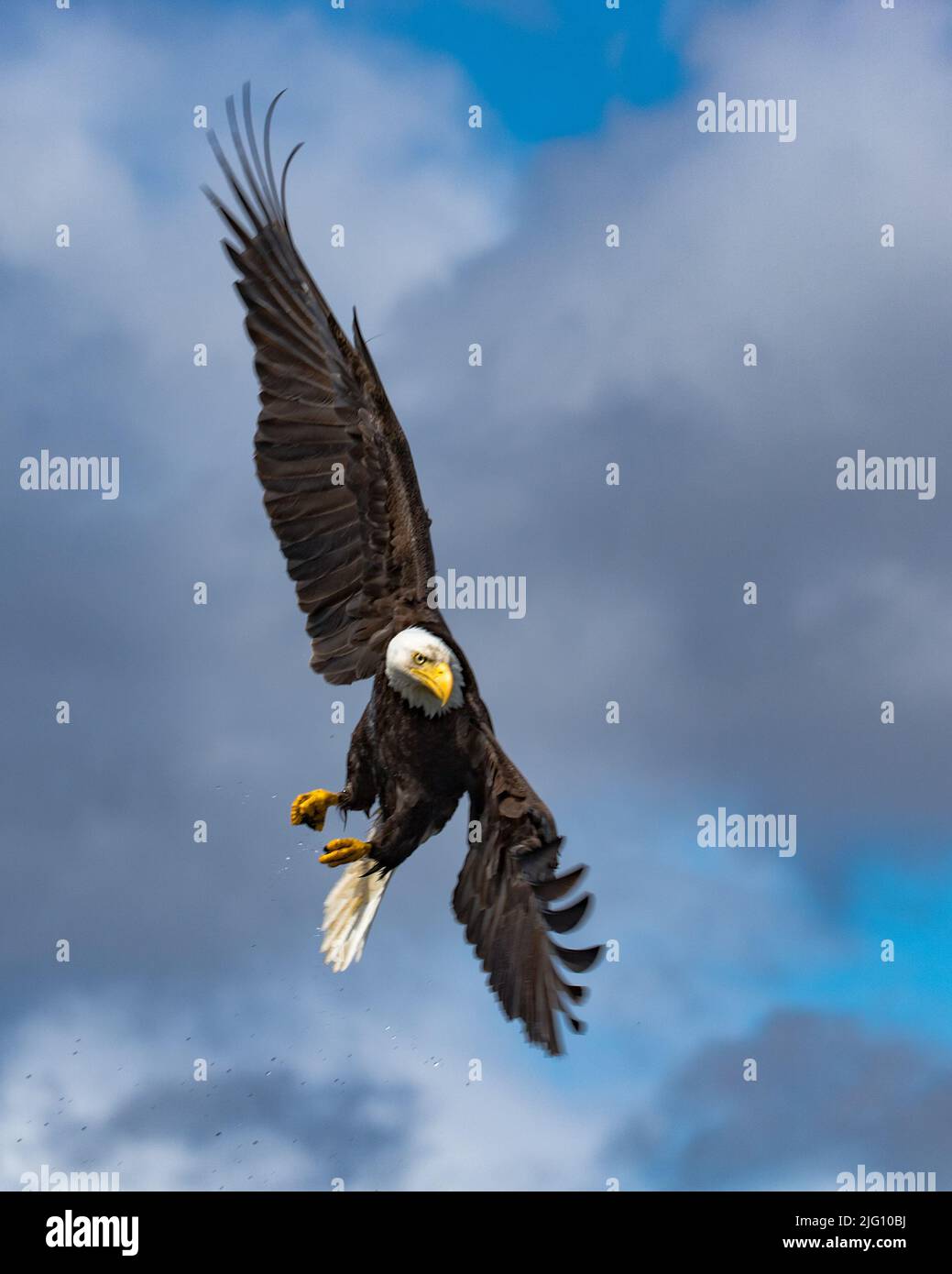 Bald eagle vancouver bc hi-res stock photography and images - Alamy