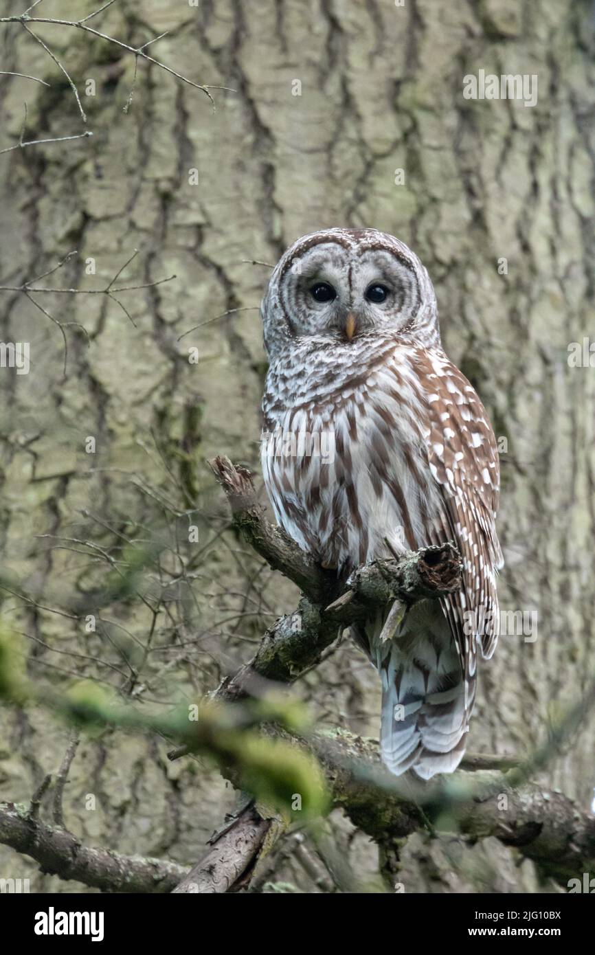Raptor perch hi-res stock photography and images - Alamy