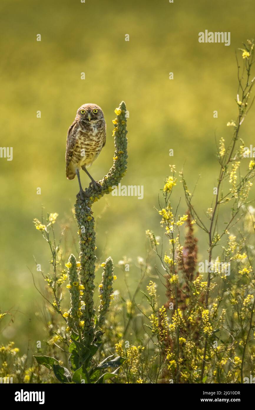 Perched on mullein hi-res stock photography and images - Alamy
