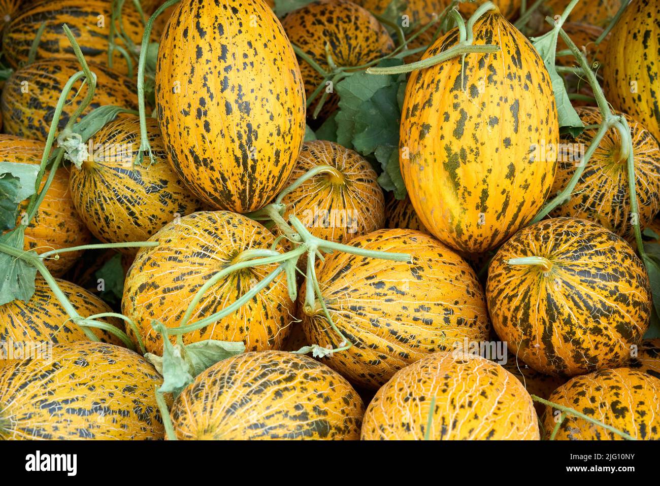 Cantaloupe melons in market ,Cantaloupe melons background,cantaloupe ...