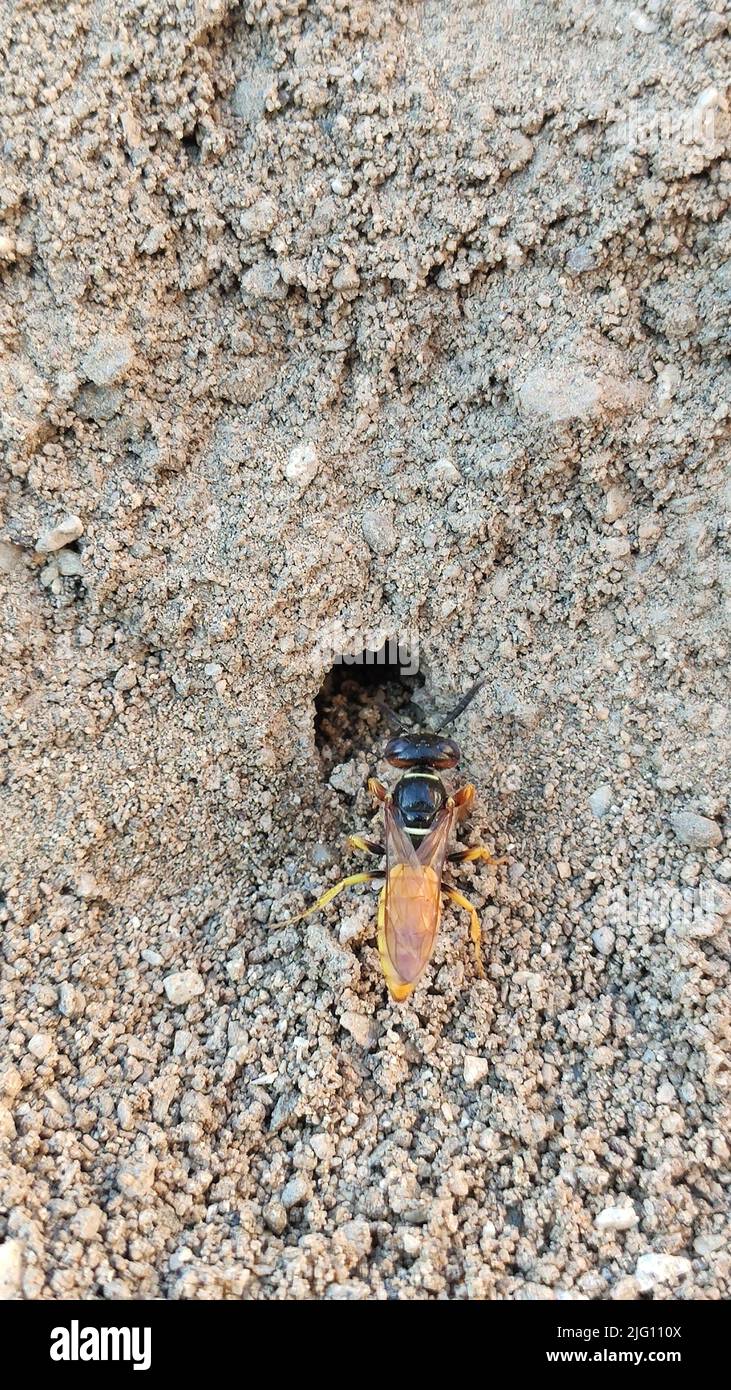 Ground bees become active in early spring. These bees dig nests in the ...