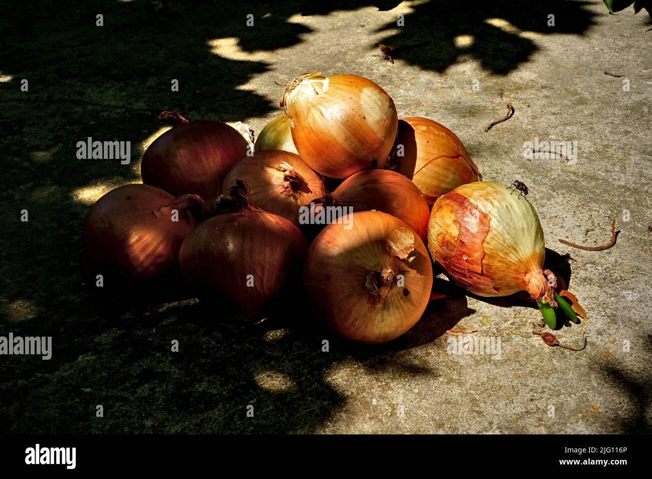 Liliaceae bulbo hi-res stock photography and images - Alamy