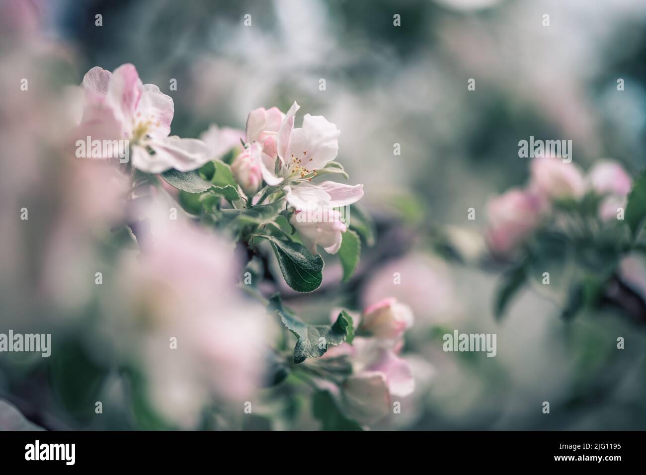beautiful white apple blossoms. spring, copy space Stock Photo - Alamy