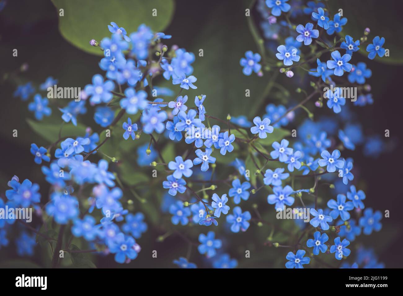 blue forget-me-not flowers Stock Photo - Alamy