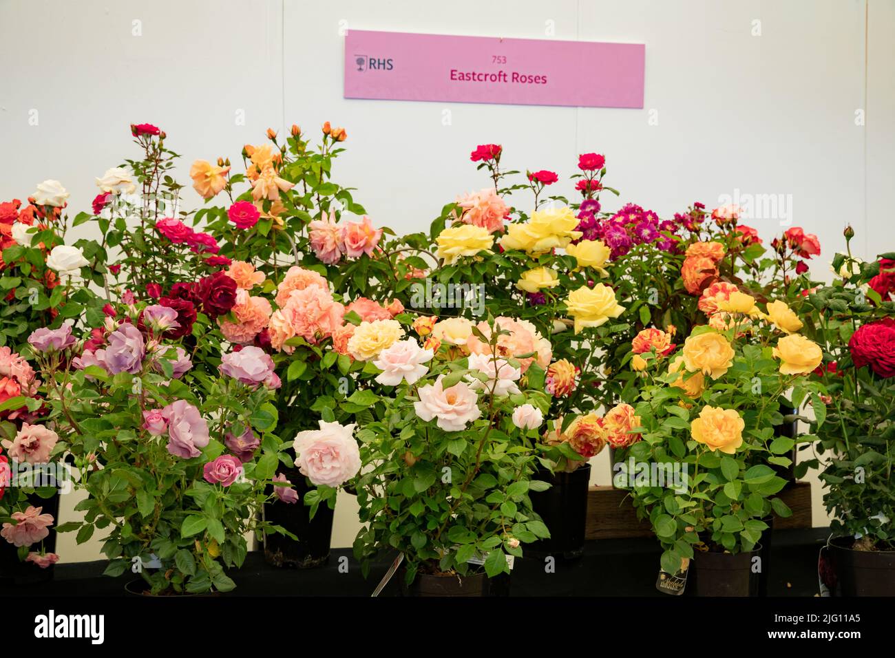 Roses on display at Hampton Court Flower Festival Stock Photo - Alamy