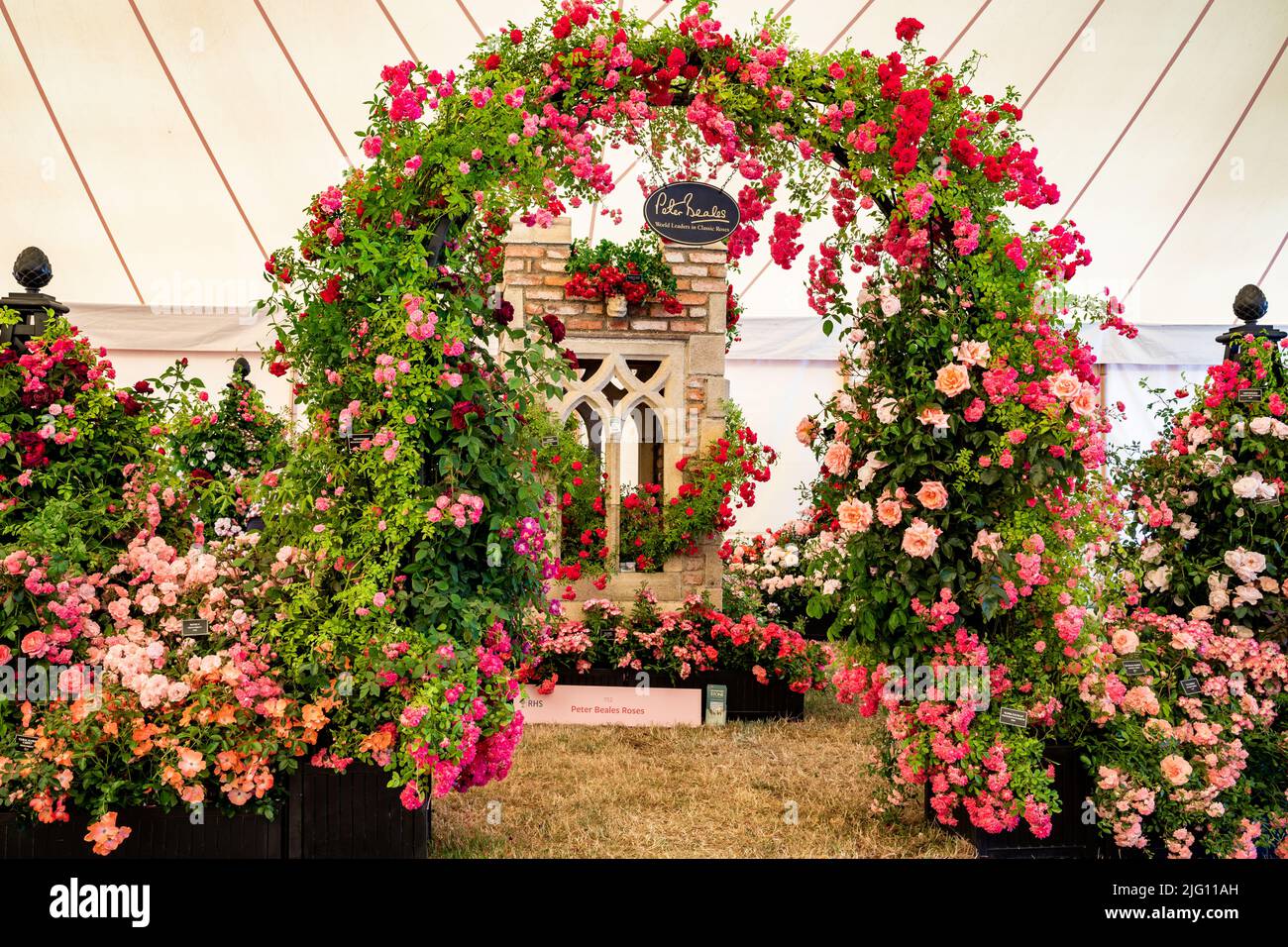 Roses on display at Hampton Court Flower Festival Stock Photo - Alamy