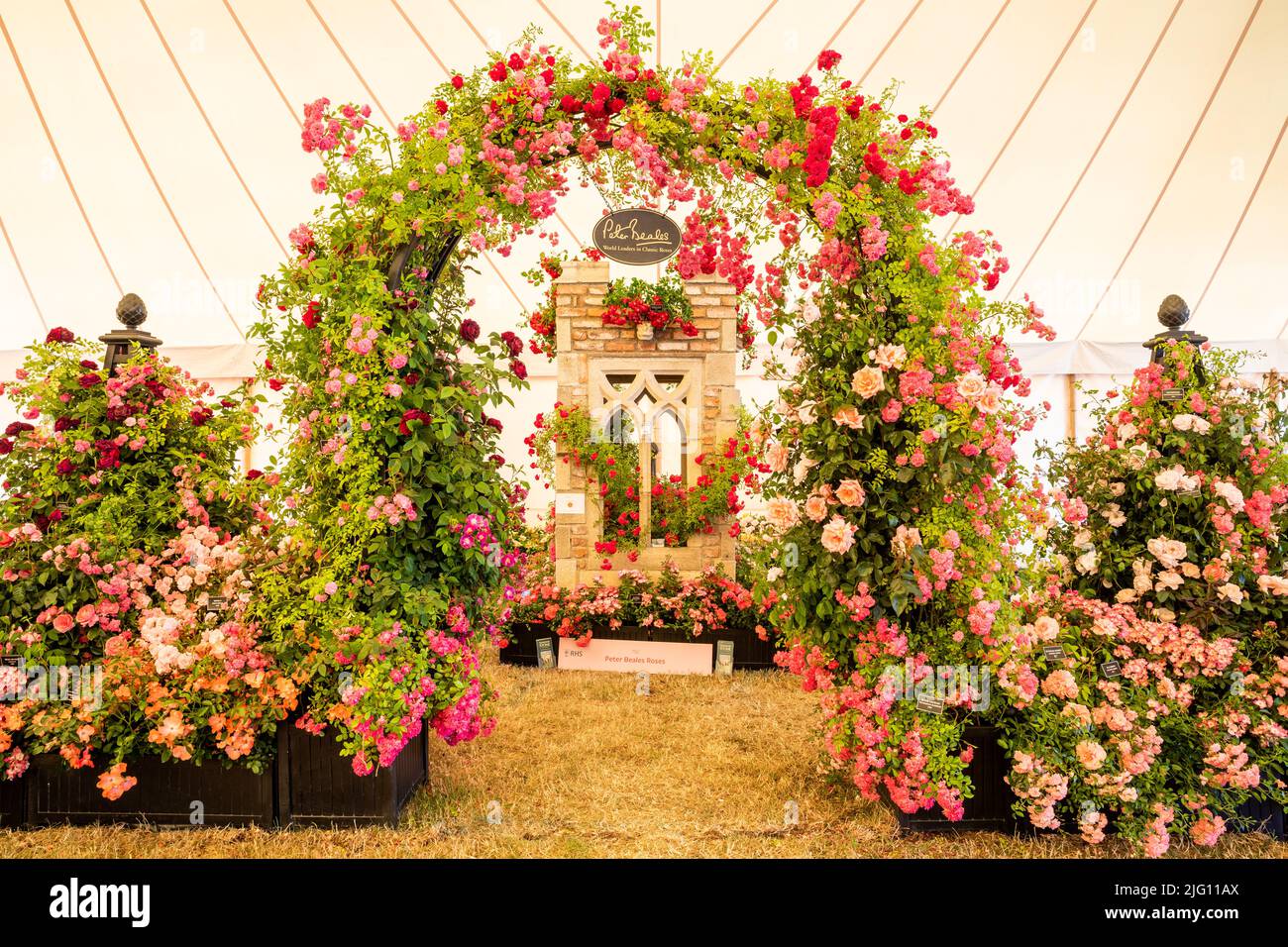 Roses on display at Hampton Court Flower Festival Stock Photo - Alamy