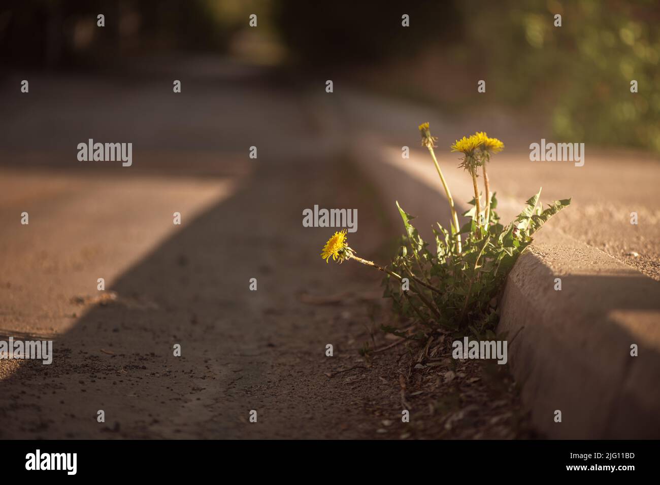 dandelion grows on asphalt road Stock Photo - Alamy