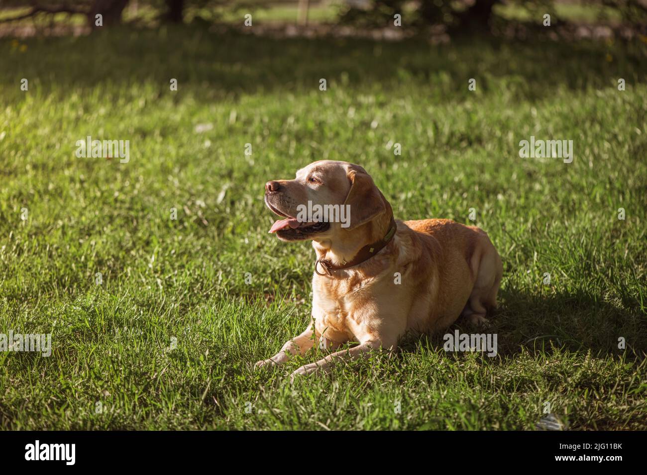 beautiful fawn Labrador on a walk Stock Photo - Alamy