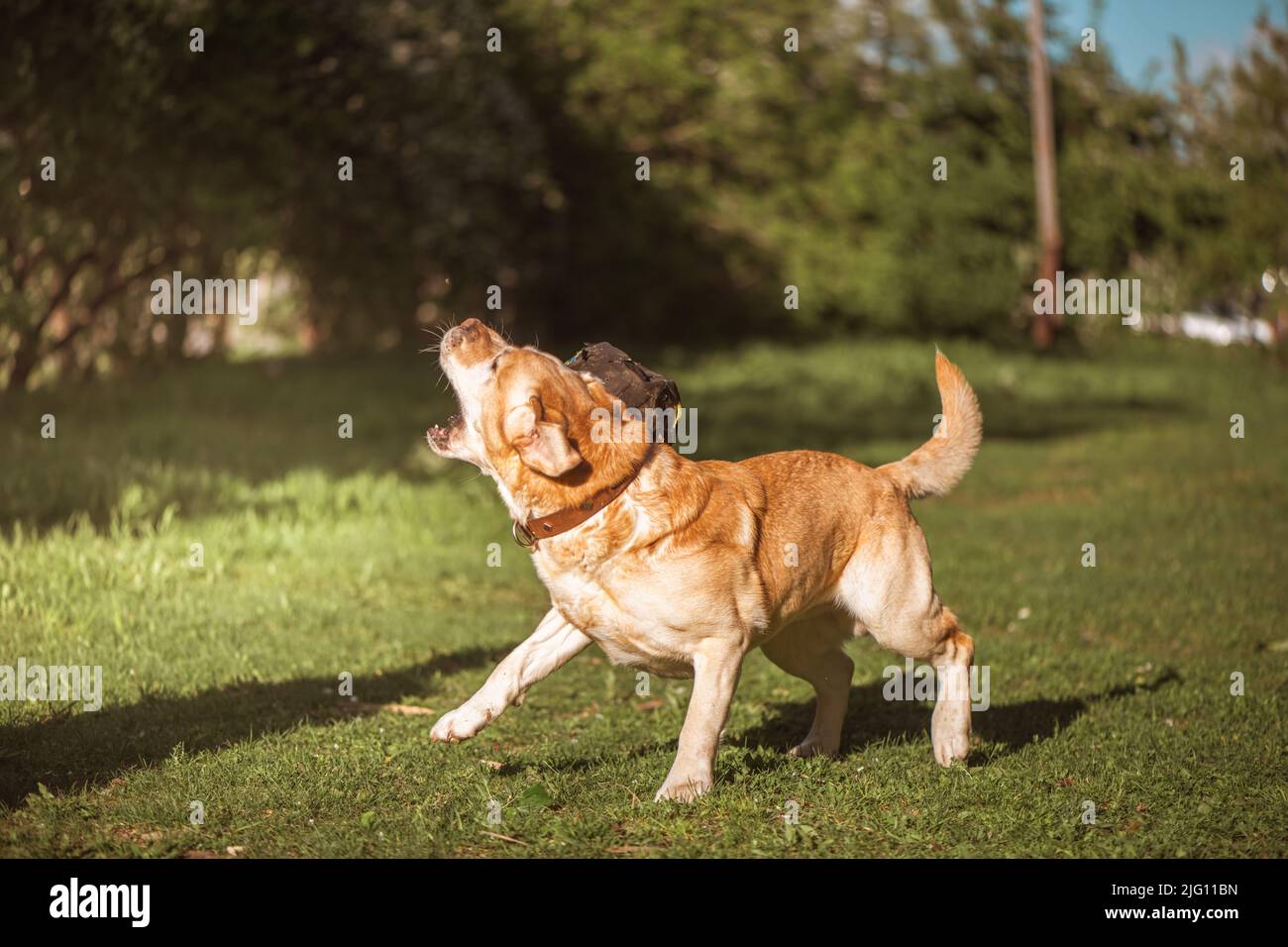 a fawn Labrador plays with a ball on a walk Stock Photo - Alamy