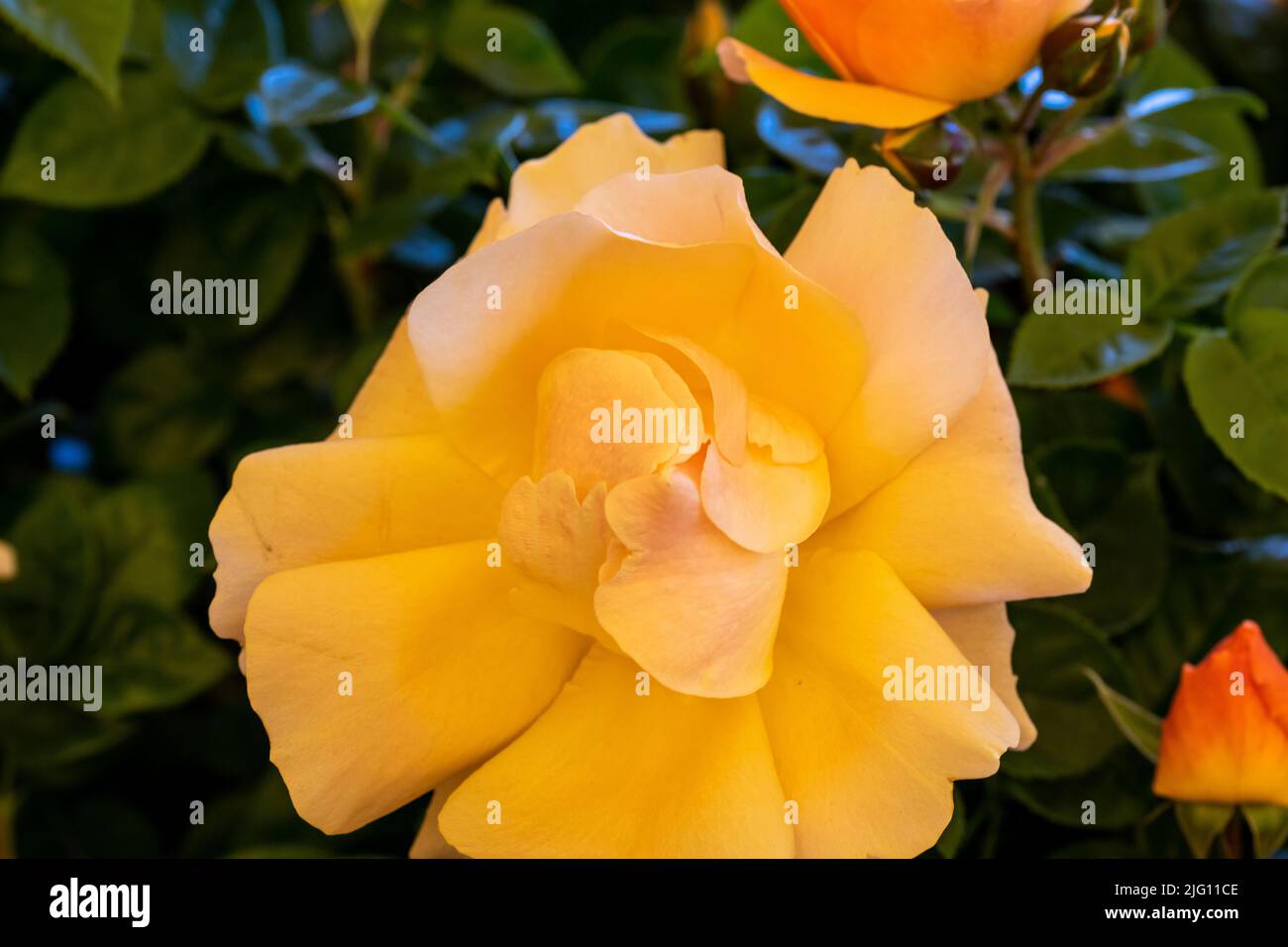 Roses on display at Hampton Court Flower Festival Stock Photo - Alamy