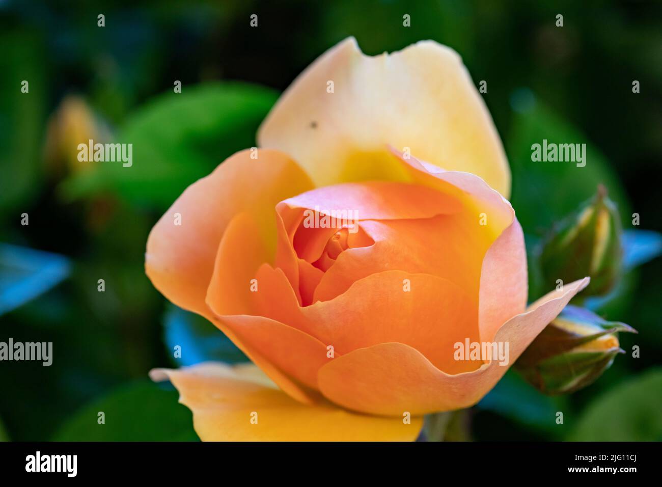 Roses on display at Hampton Court Flower Festival Stock Photo - Alamy