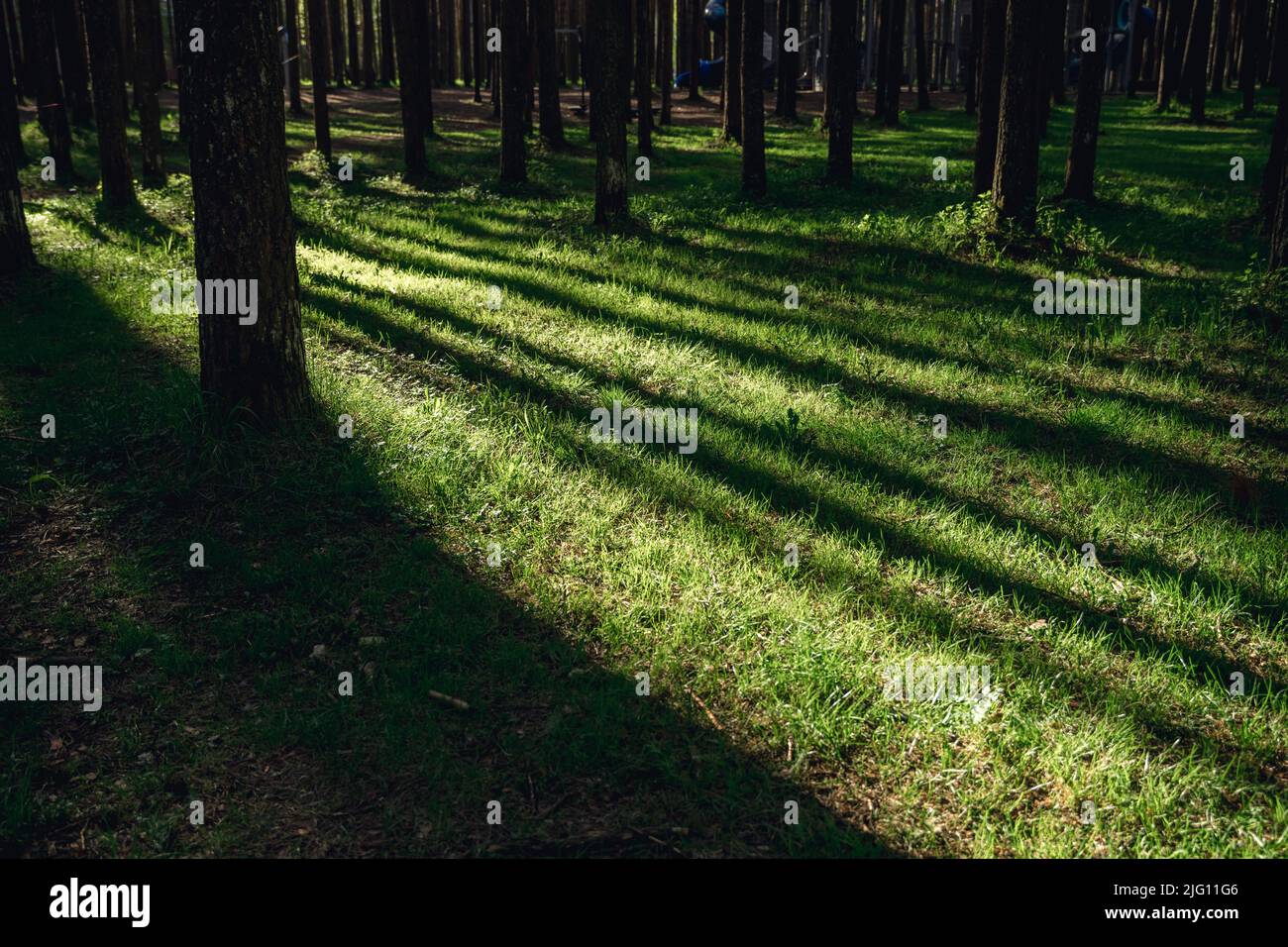 Shades from trees in summer hi-res stock photography and images - Alamy