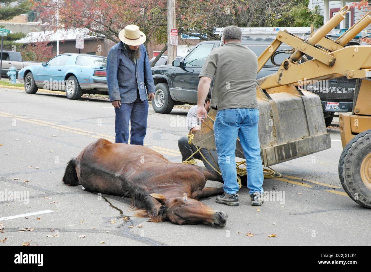 Amish buggy horse dead after fall from being scared by car in ...