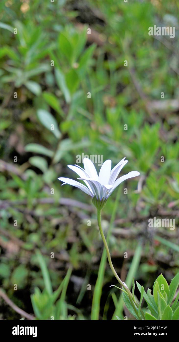 Closeup of Beautiful white flowers of Dimorphotheca pluvialis also ...