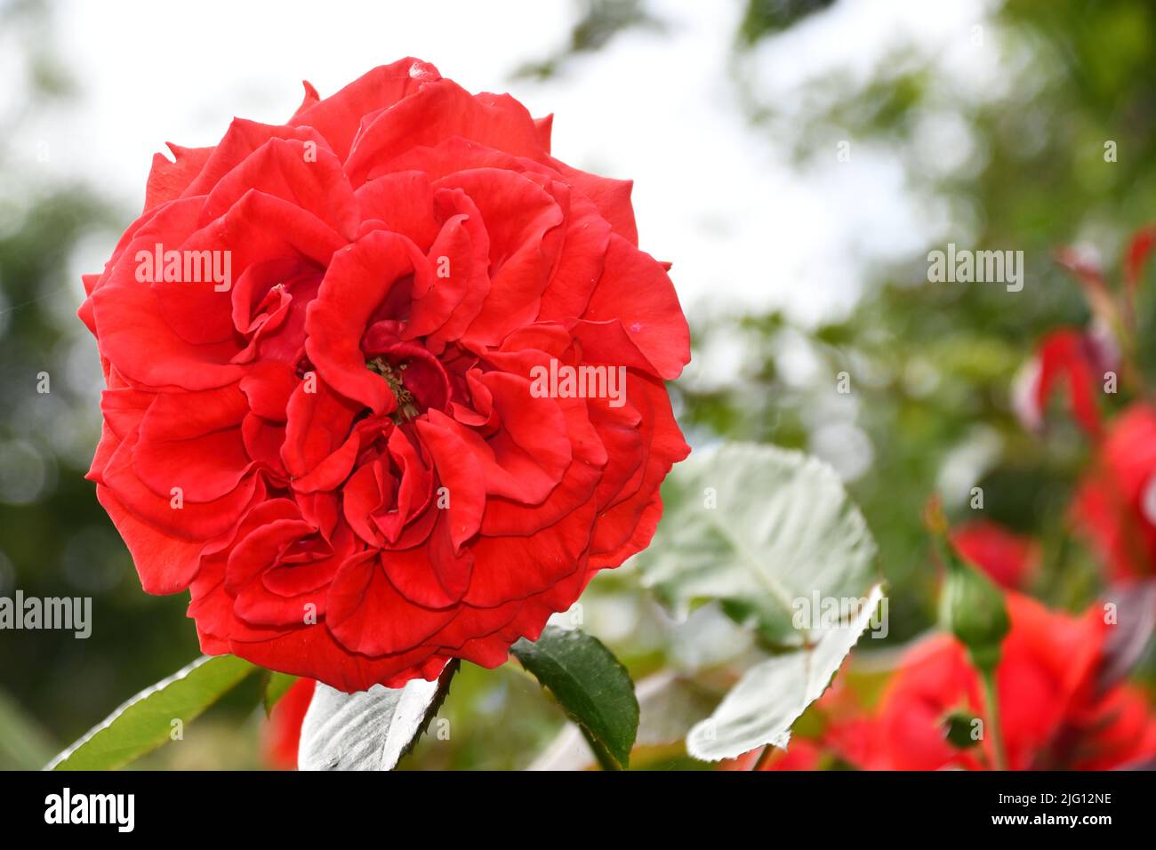 Beautiful pictures of roses hi-res stock photography and images - Alamy