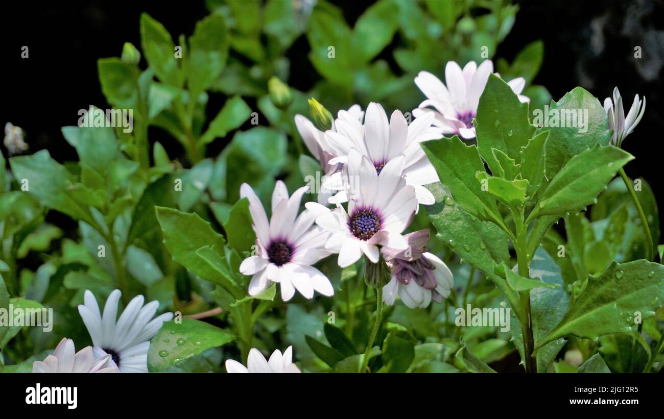 Closeup of Beautiful white flowers of Dimorphotheca pluvialis also ...